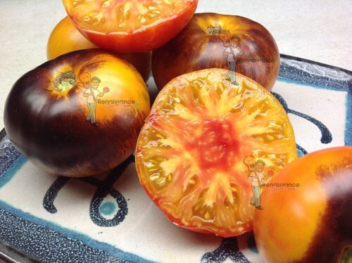 Alice's Dream Tomato Seeds Now Available For Sale