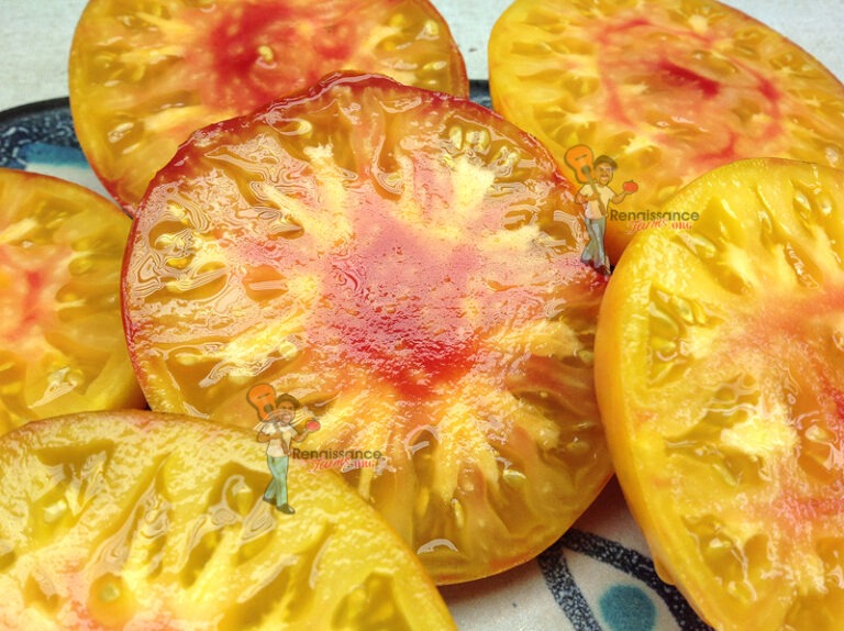 Alice's Dream Tomato Seeds Now Available For Sale