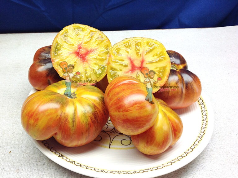 Thorburn's Terra-Cotta Tomato - Seeds For Sale At Renaissance Farms