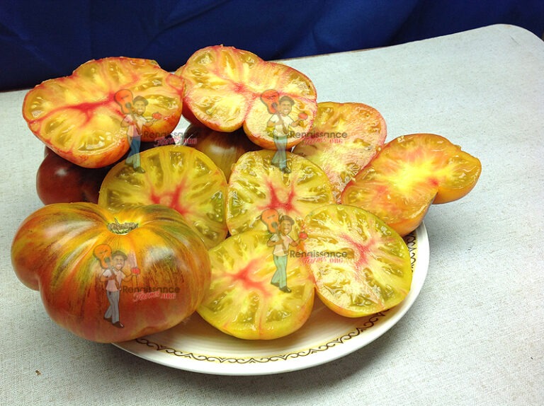 Alice's Dream Tomato Seeds Now Available For Sale