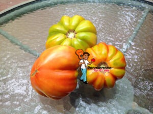 Vilma Micro Dwarf Tomato Seeds For Sale At Renaissance Farms