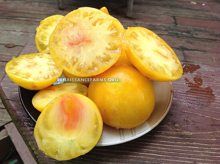 Jochalos Micro Dwarf Tomato Seeds For Sale At Renaissance Farms