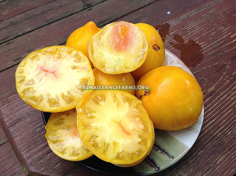Anna Banana Russian Tomato Seeds For Sale At Renaissance Farms