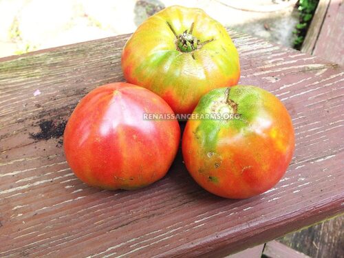 Anna Russian Tomato Seeds Available At RenaissanceFarms.org