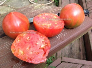 Anna Russian Tomato Seeds Available At RenaissanceFarms.org