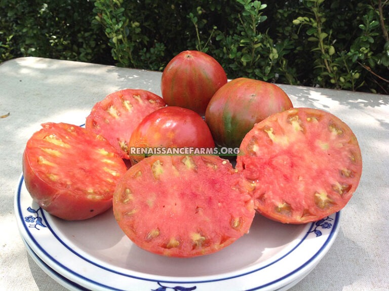 Anna Russian Tomato Seeds Available At RenaissanceFarms.org
