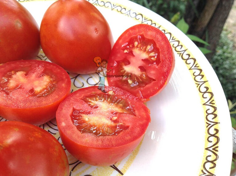 Anna's Multiflora Tomato - Renaissance Farms Heirloom Tomato Seeds