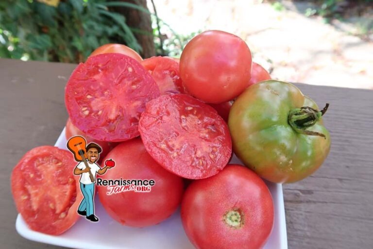 Arkansas Traveler Tomato - Renaissance Farms Heirloom Tomato Seeds