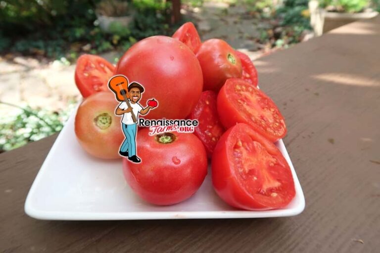 Arkansas Traveler Tomato - Renaissance Farms Heirloom Tomato Seeds