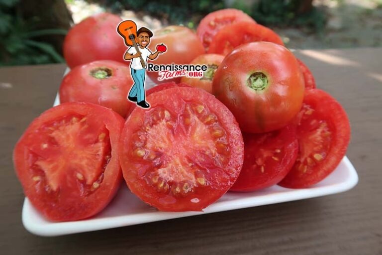 Arkansas Traveler Tomato - Renaissance Farms Heirloom Tomato Seeds