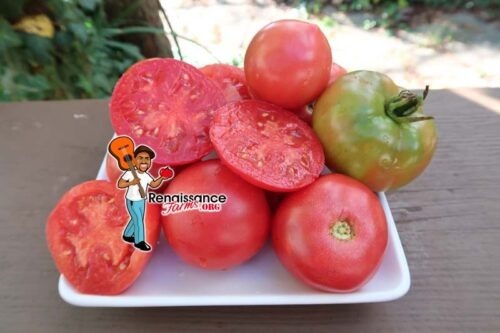 Arkansas Traveler Tomato - Renaissance Farms Heirloom Tomato Seeds