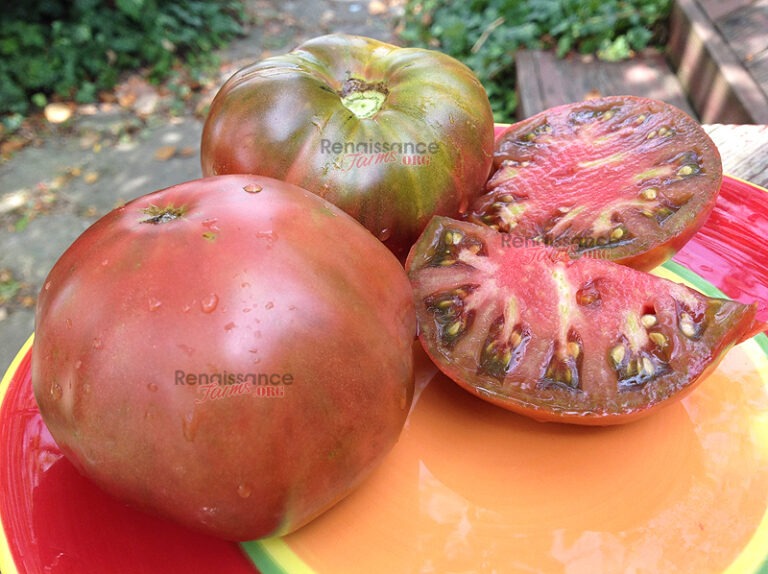 Paul Robeson European Tomato Seeds For Sale At Renaissance Farms.