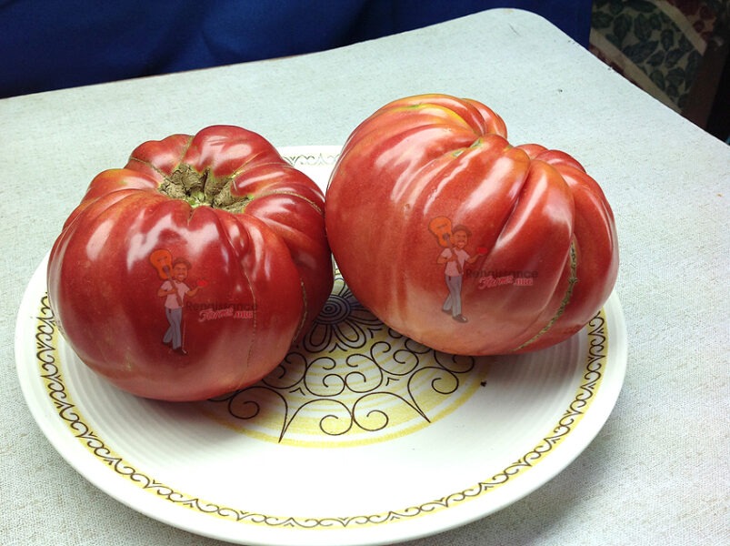 Behemoth King Tomato Seeds For Sale At Renaissance Farms