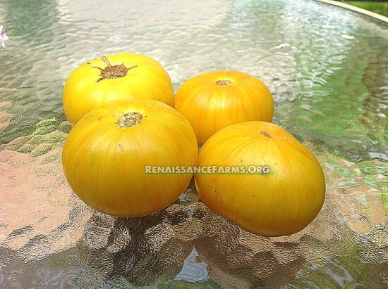 Big Yellow Zebra Tomato - Renaissance Farms Heirloom Tomato Seeds