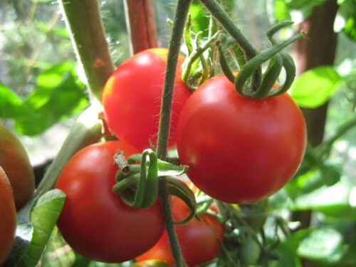 Bloody Butcher Tomato Seeds For Sale At Renaissance Farms
