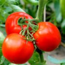 Vilma Micro Dwarf Tomato Seeds For Sale At Renaissance Farms