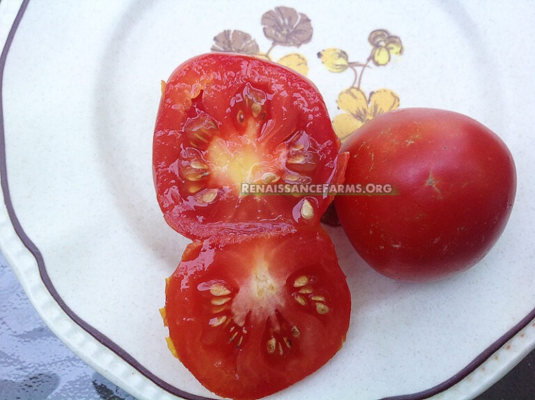 Bloody Butcher Tomato Seeds For Sale At Renaissance Farms