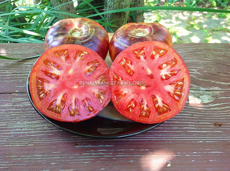 Atomic Sunset Tomato Seeds For Sale At Renaissance Farms.