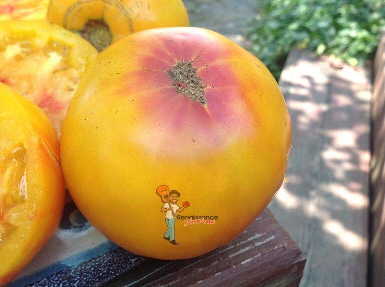 Blushing Bride Tomato Seeds For Sale At Renaissance Farms