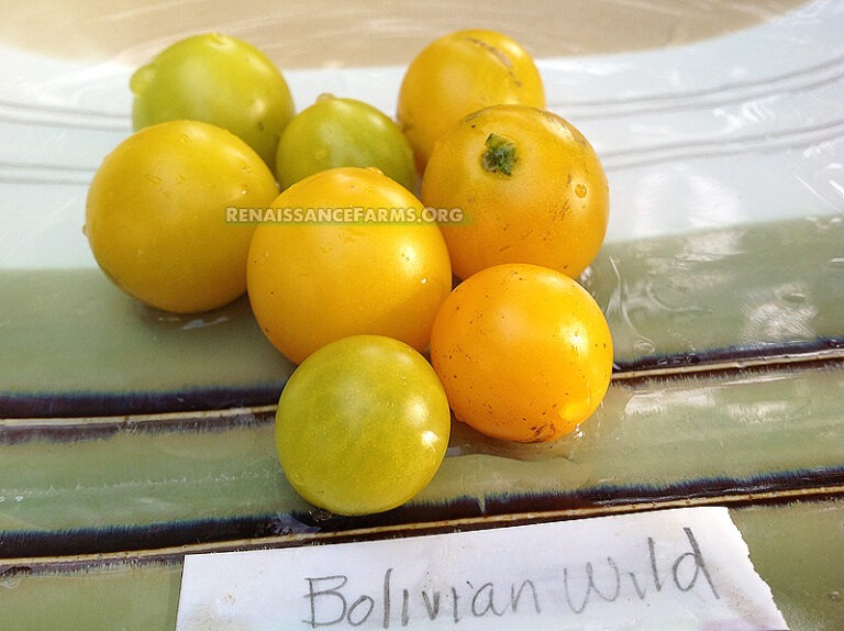 Jochalos Micro Dwarf Tomato Seeds For Sale At Renaissance Farms