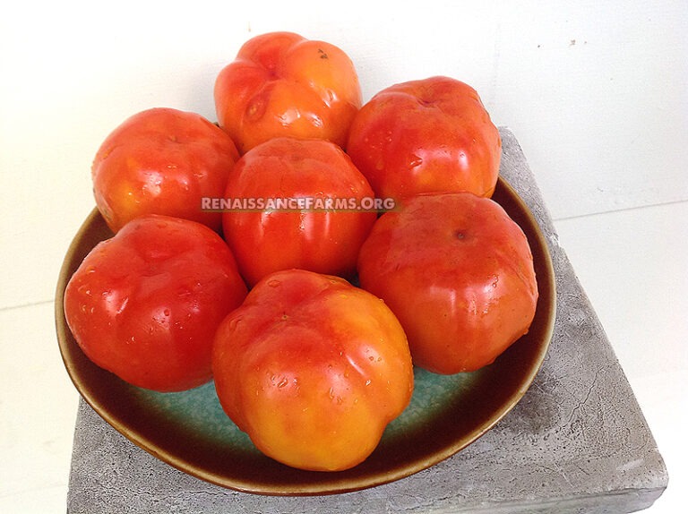 Indiana Red Tomato - Renaissance Farms Heirloom Tomato Seeds
