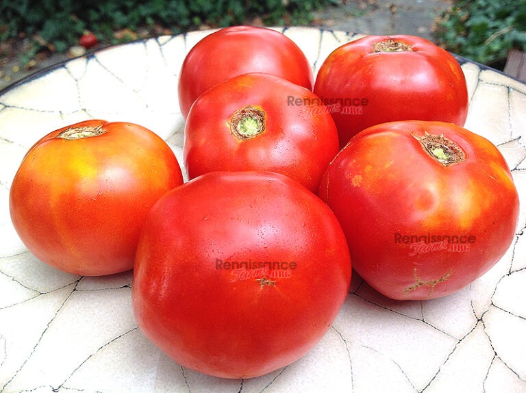 Dwarf Sweet Satsuma Tomato Seeds For Sale At Renaissance Farms.