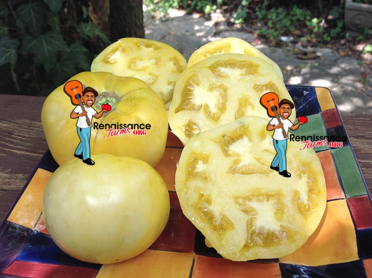 Jochalos Micro Dwarf Tomato Seeds For Sale At Renaissance Farms