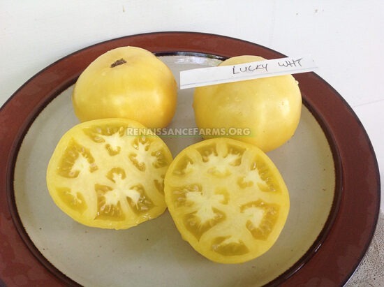 Captain Lucky White Tomato - Renaissance Farms Heirloom Tomato Seeds