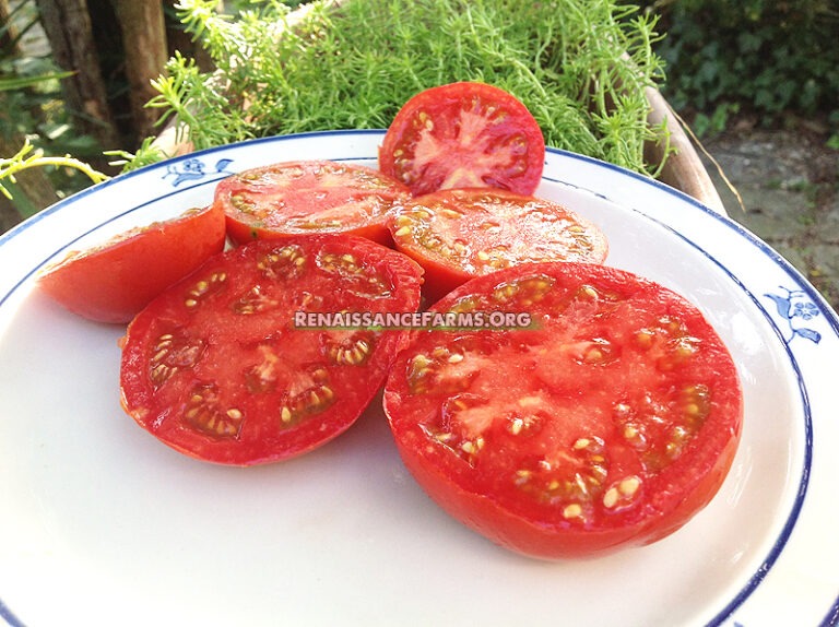 Chalk's Early Jewel Tomato - Renaissance Farms Heirloom Tomato Seeds