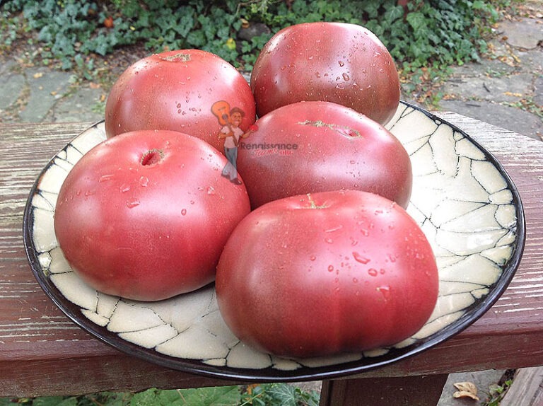 German Lunchbox Tomato Seeds For Sale At Renaissance Farms
