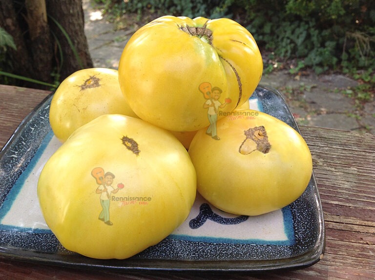 Chinese Tomato - Renaissance Farms Heirloom Tomato Seeds