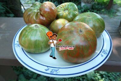 Blushing Bride Tomato Seeds For Sale At Renaissance Farms