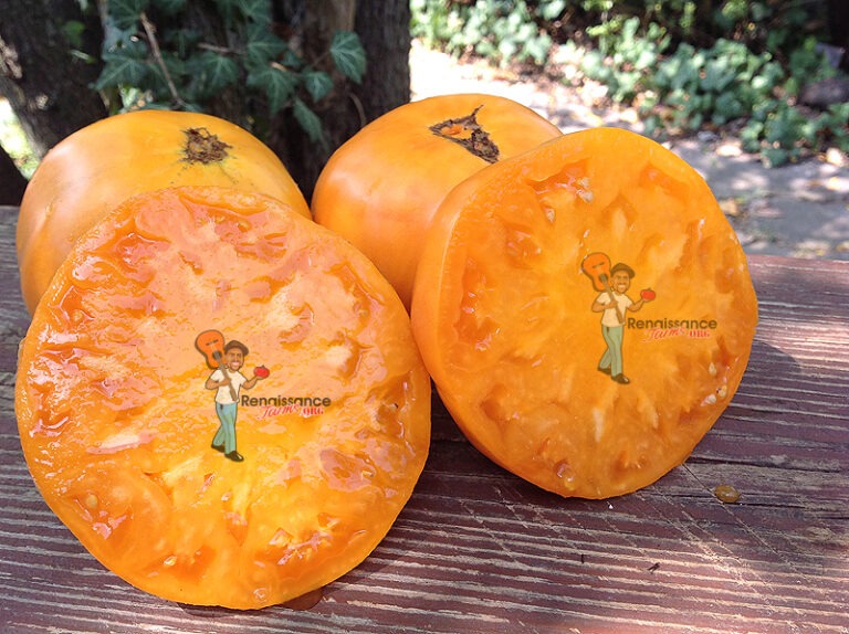 Claude Brown's Yellow Giant Tomato Seeds For Sale