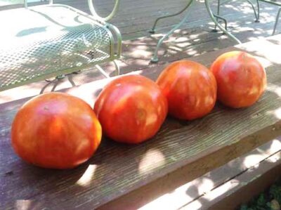 Oaxacan Jewel Tomato - Renaissance Farms Heirloom Tomato Seeds