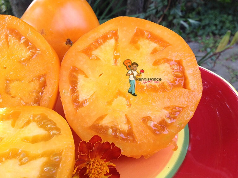Dad's Sunset Tomato - Renaissance Farms Heirloom Tomato Seeds
