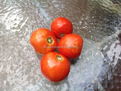Vilma Micro Dwarf Tomato Seeds For Sale At Renaissance Farms