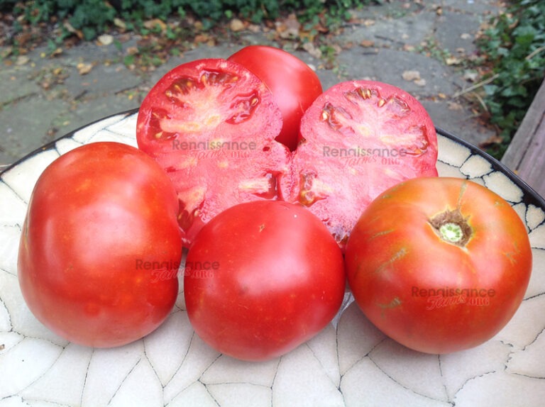 Little Red Riding Hood Micro Dwarf Tomato - Renaissance Farms Heirloom ...