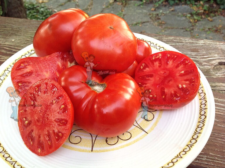 Tanunda Red Dwarf Tomato - Renaissance Farms Heirloom Tomato Seeds