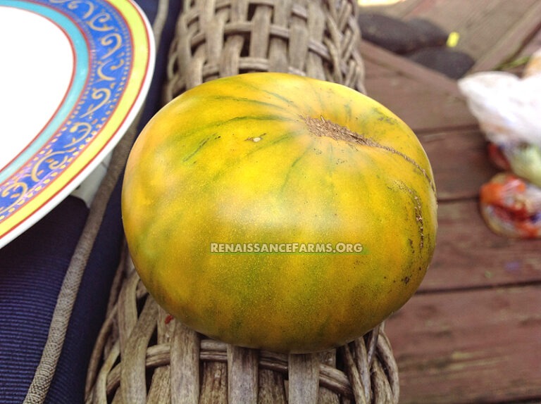 Emerald Evergreen Tomato - Renaissance Farms Heirloom Tomato Seeds