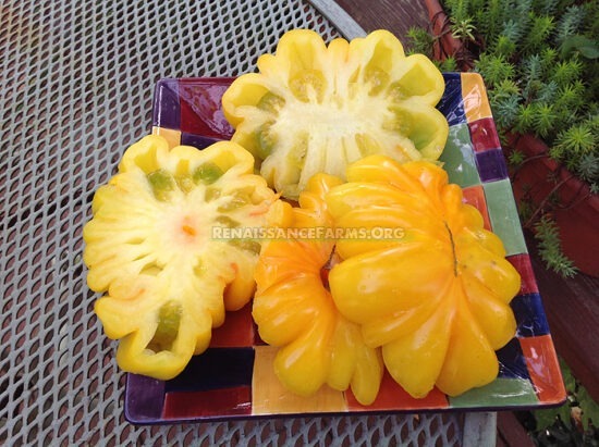 Lucid Gem Tomato - Renaissance Farms Heirloom Tomato Seeds