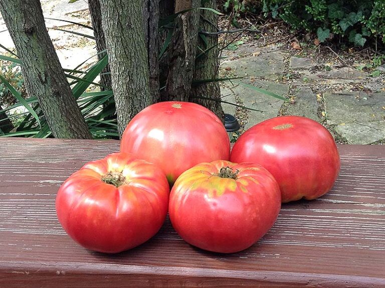 German Pinks Tomato - Renaissance Farms Heirloom Tomato Seeds