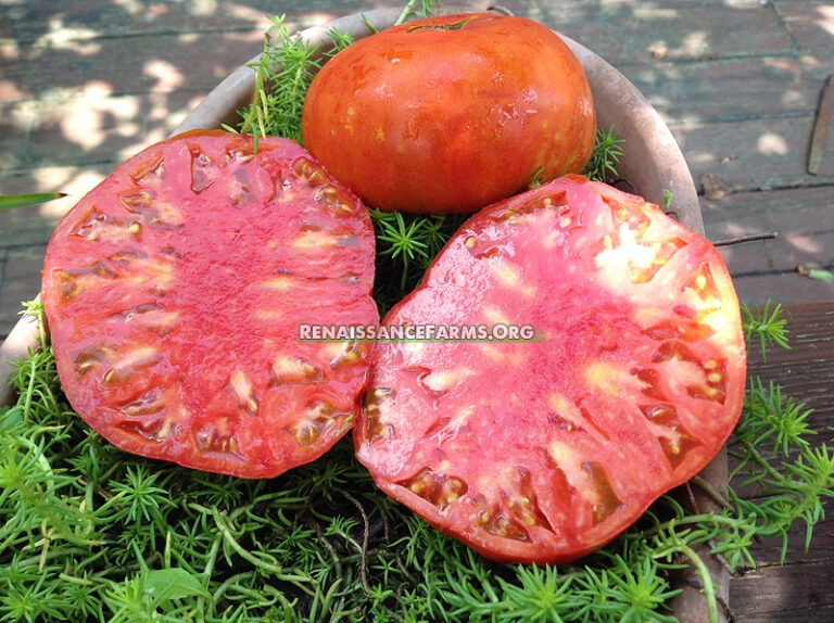 Giant Australian Beefsteak Tomato - Renaissance Farms Heirloom Tomato Seeds