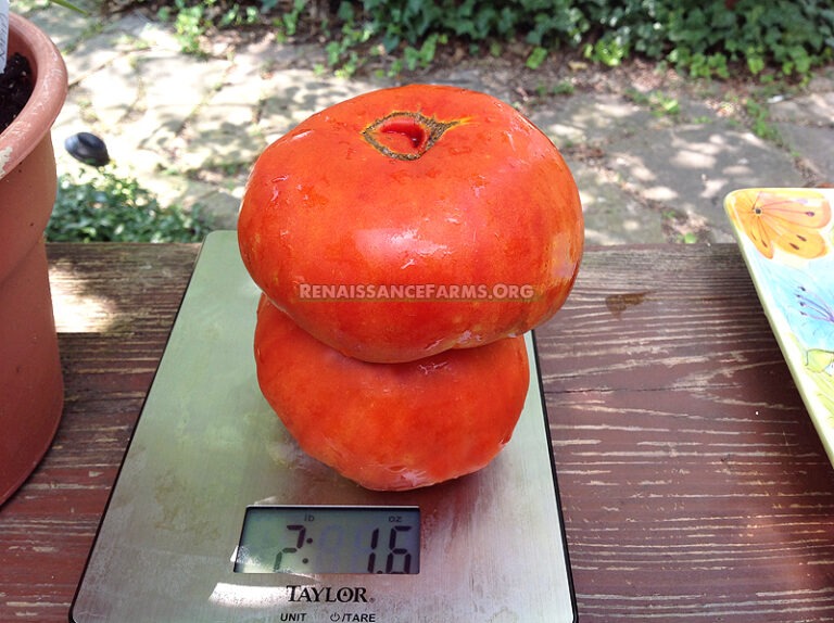 Giant Australian Beefsteak Tomato - Renaissance Farms Heirloom Tomato Seeds