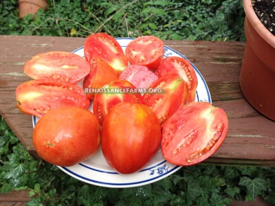 Paste Tomatoes Archives - Renaissance Farms Heirloom Tomato Seeds
