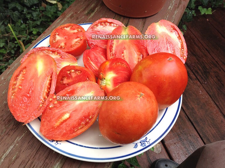 Giant Plump Tomato - Renaissance Farms Heirloom Tomato Seeds