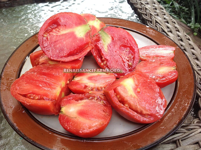 Giant Sicilian Paste Tomato - Renaissance Farms Heirloom Tomato Seeds