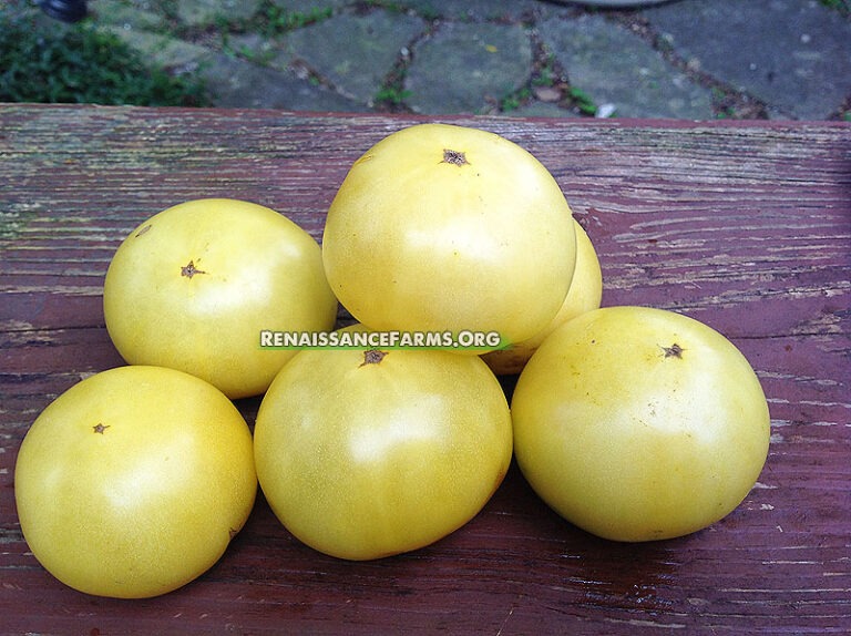 5 Dwarf Tomato Varieties That Produce Like Crazy