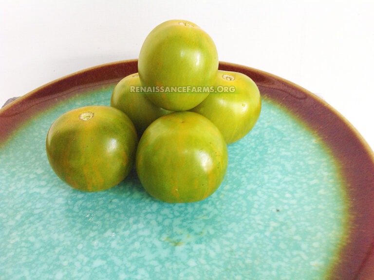 Green Zebra Cherry Tomato Seeds Available For Sale