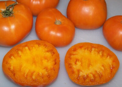 Jochalos Micro Dwarf Tomato Seeds For Sale At Renaissance Farms