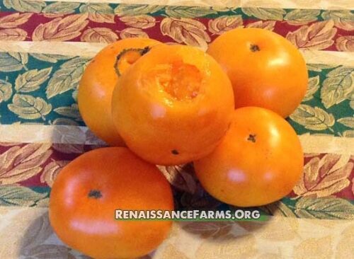 Persimmon Tomato - Renaissance Farms Heirloom Tomato Seeds